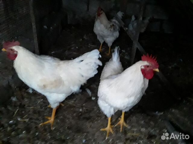 Куры деревенские