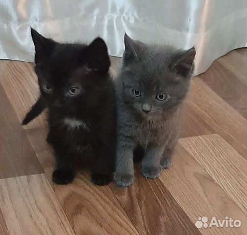 Котята бесплатно