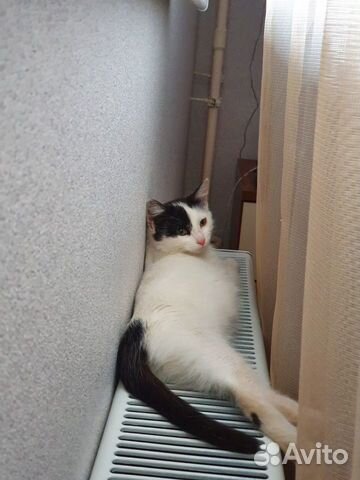 Синди ищет семью