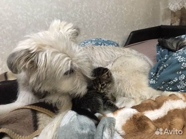 Котёнок