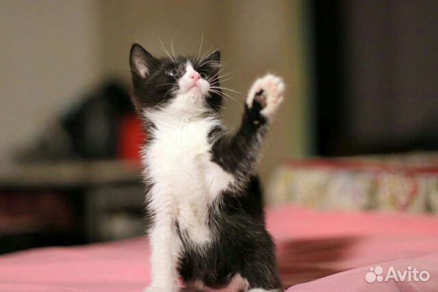 Котёнок Инжир в поисках дома