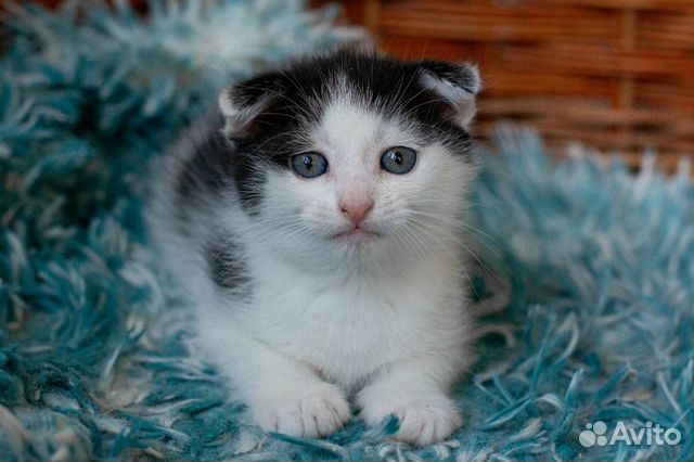 Котики