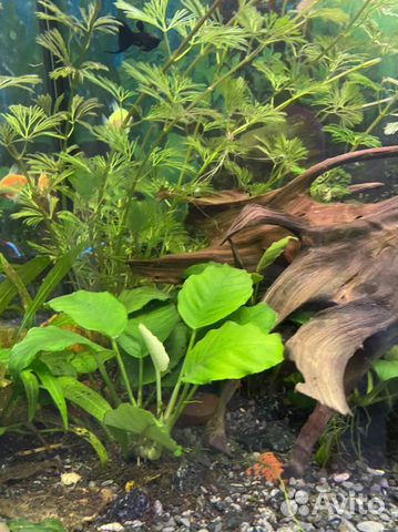 Аквариумное растение карликовый анубис