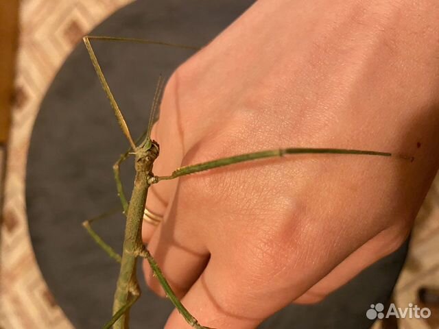 Палоники Анамские