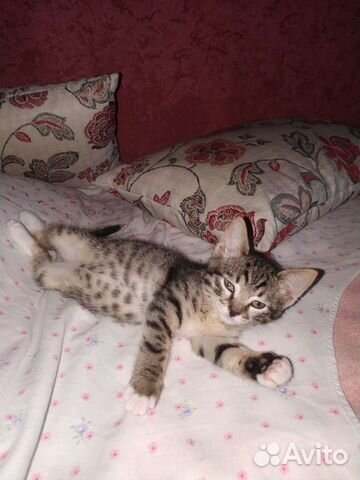 Маленькая кися в добрые руки