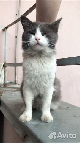 Самый красивый и добрый кот