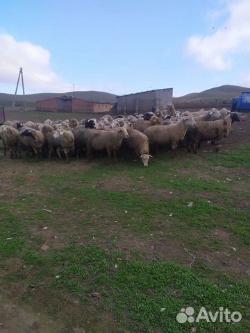 Овцы на мясо