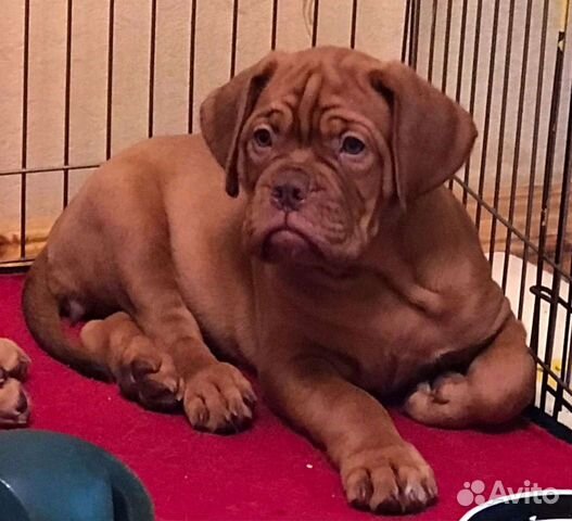 Щенки бордоского дога