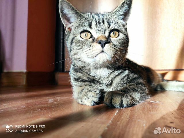 Кот шотландской породы