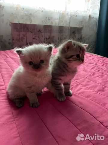 Котята сибирской кошки
