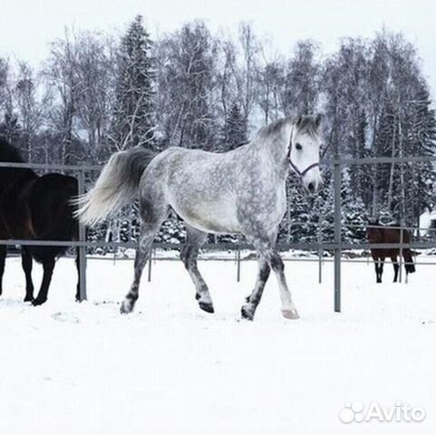 Лошадь в аренду