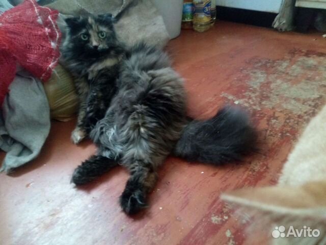 Кошка Милка черепаховая