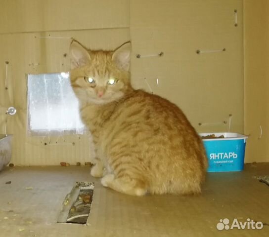 Котята Рыжики в добрые руки