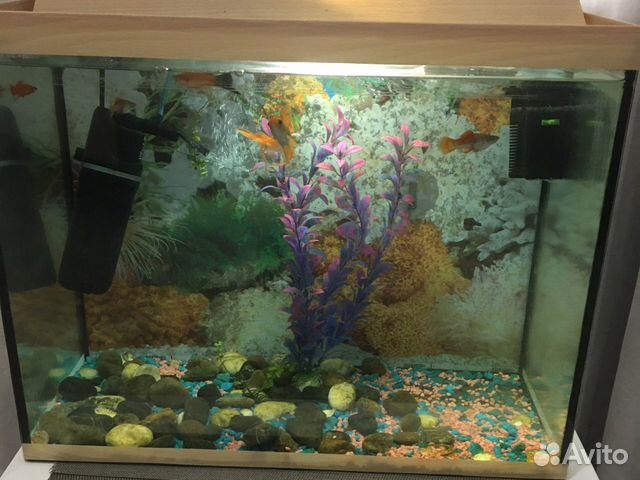 Аквариум с тумбойи рыбками