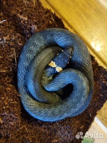 Змея Уж обыкновенный Natrix natrix