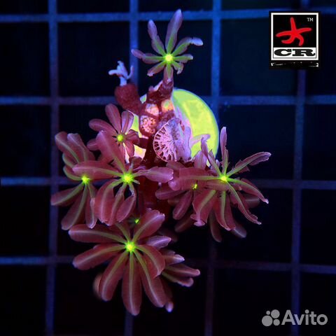 Мягкие кораллы в морской аквариум