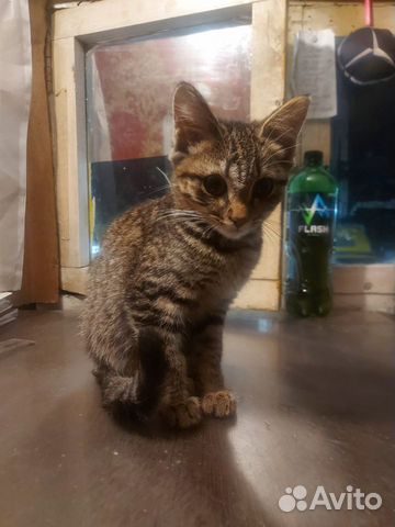 Котенок (мальчик) ищет любящих хозяев