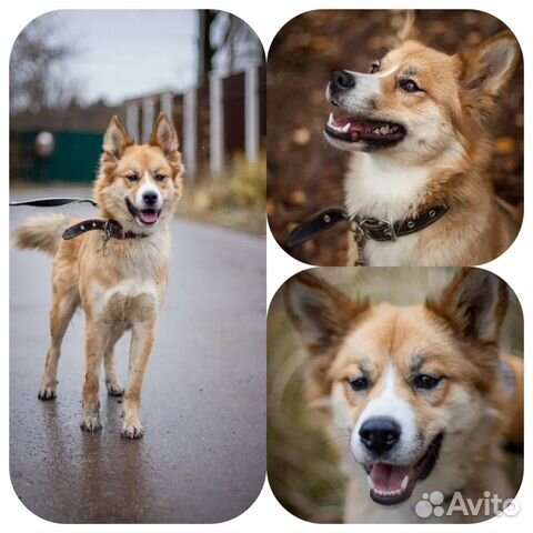 Маленькая собачка, Лисичка