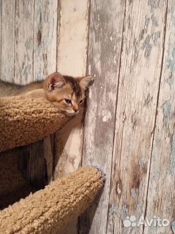 Отдам в хорошие руки котенка