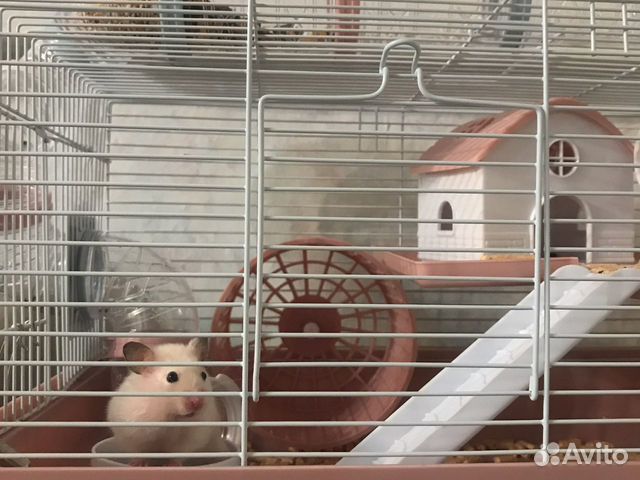 Сирийский Хомяк с клеткой