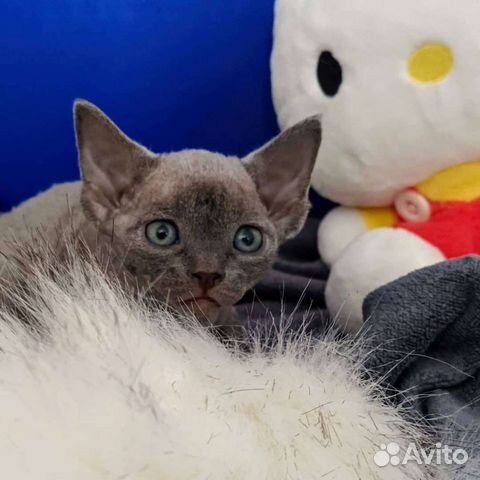 Котята девон-рекс