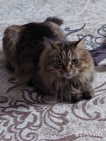 Отдам Сибирского кота
