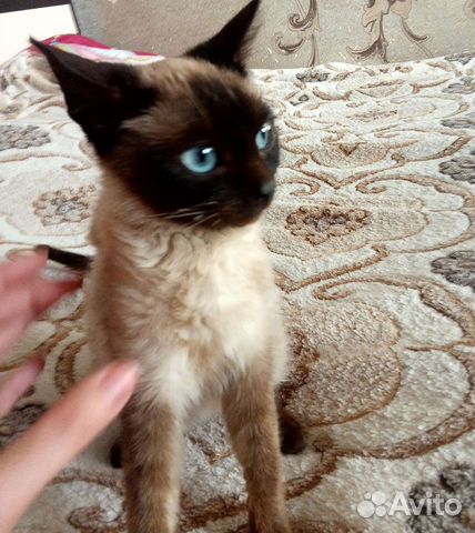 Кошка священная бирма