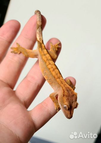 Самка геккона бананоеда