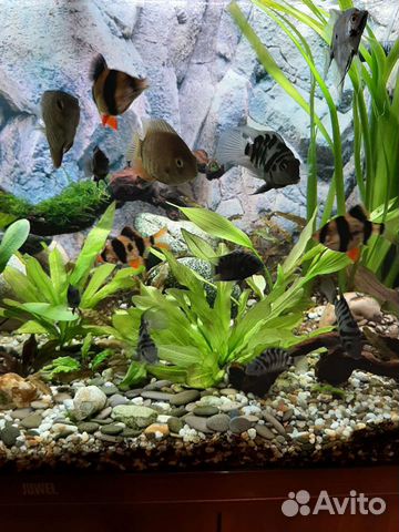 Обменяю чернополосых цихлазом на растения