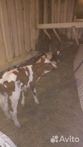 Телята бычки возраст две недели привоз по пятницам