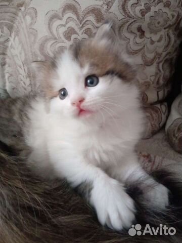 Котенок от сибирской кошки
