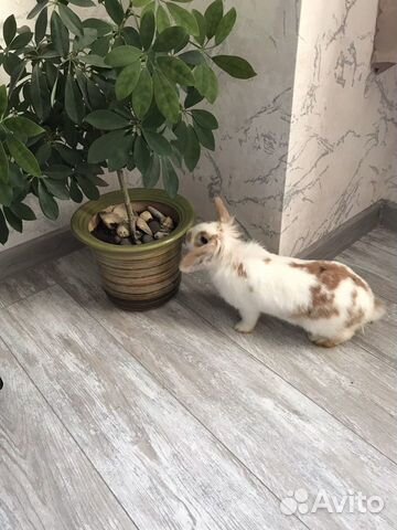 Продам крольчиху