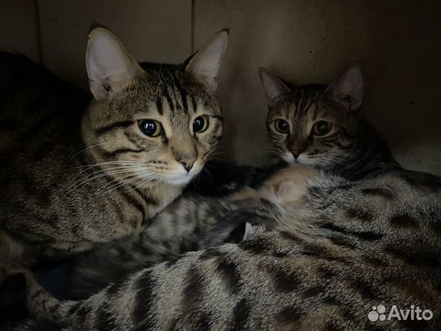 Полубенгальские котятки,родились 8 ноября,мама 3/4