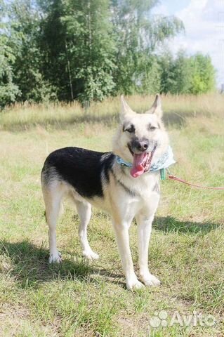 Норда предали 2 раза