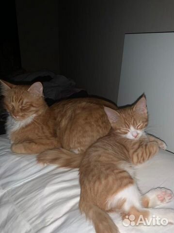 Кот