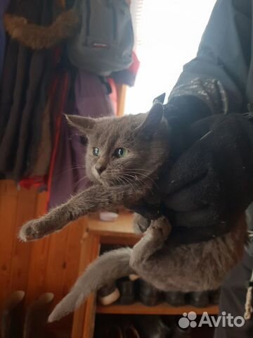 Котенок около 5-6 мес, видно что домашний, ухоженн