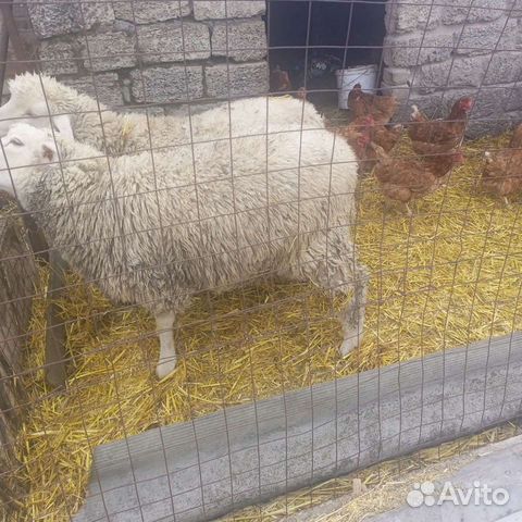 Барашки, ярочки