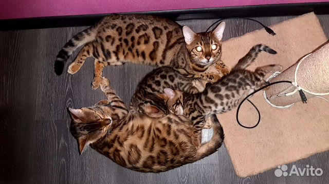 Бенгальская кошка