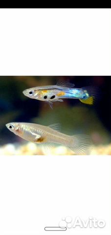 Рыба гуппи бесплатно