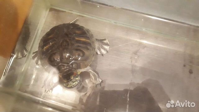 Красноухая черепаха с аквариумом бесплатно