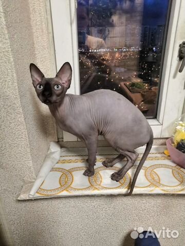 Канадский сфинкс котенок