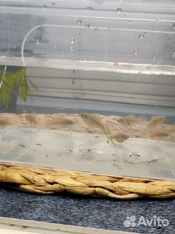 Меченосец зеленый