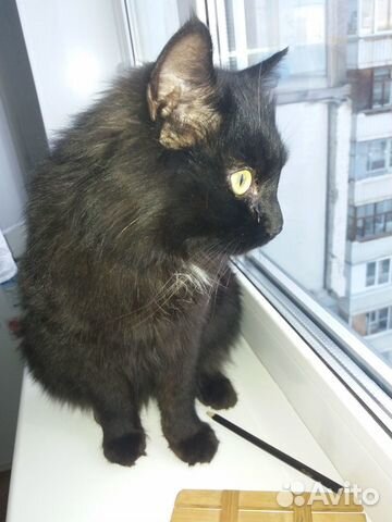 Отдам кота в добрые руки