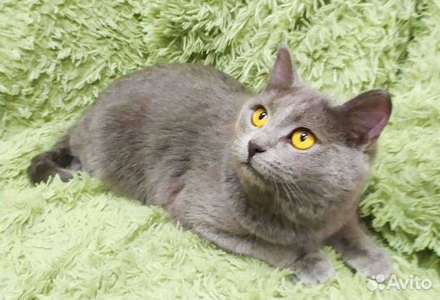 Кошечка по имени Бритни, 1 год