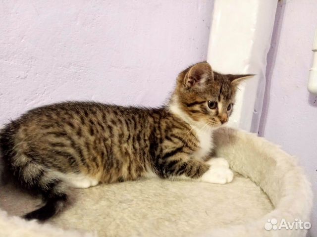Котёнок-девочка 2-2,5 меес