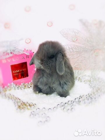 Кролик карликовый чп Мини Лоп