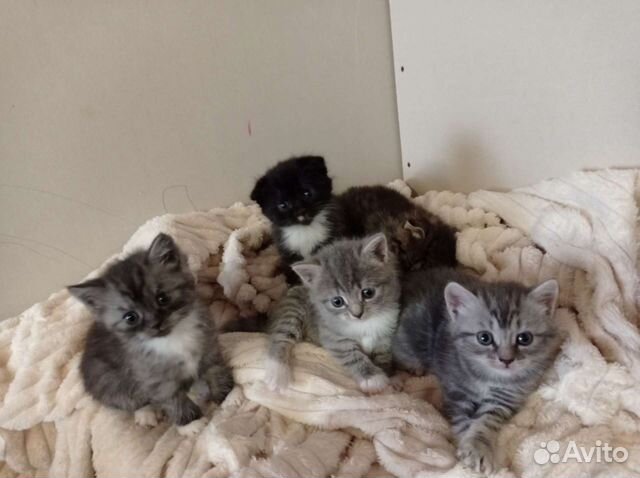 Шотландские вислоухие