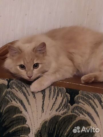 Котёнок Абрикосик