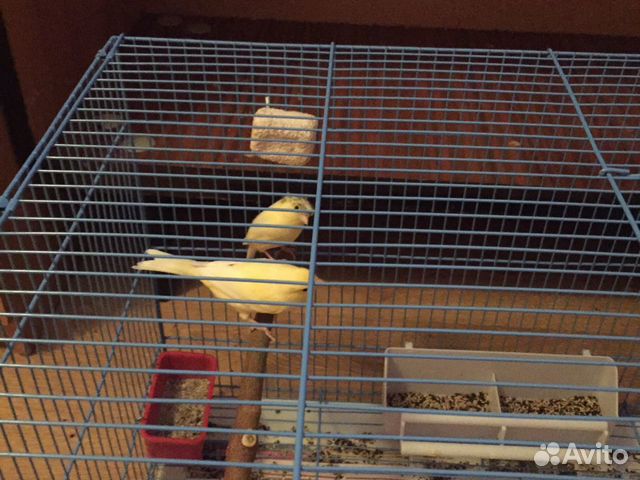 Канарейки самки