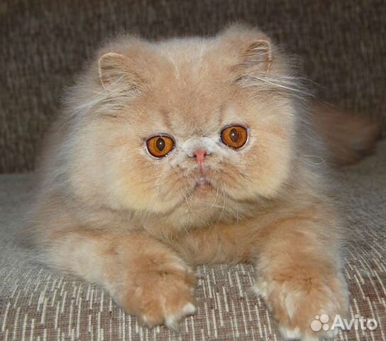 Персидские котята